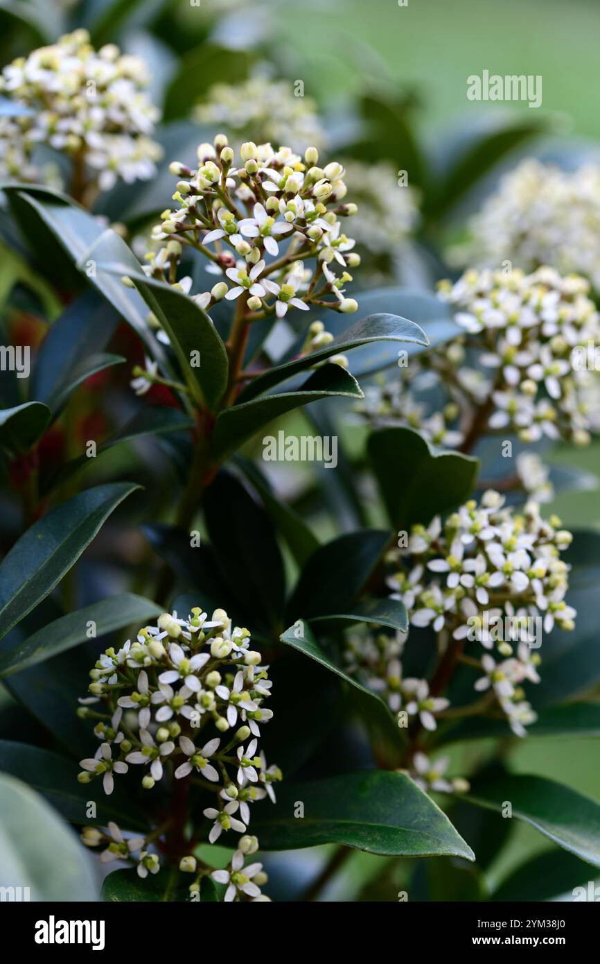 skimmia japonica pabella,evergreen shrubs,fragranced star-shaped ...