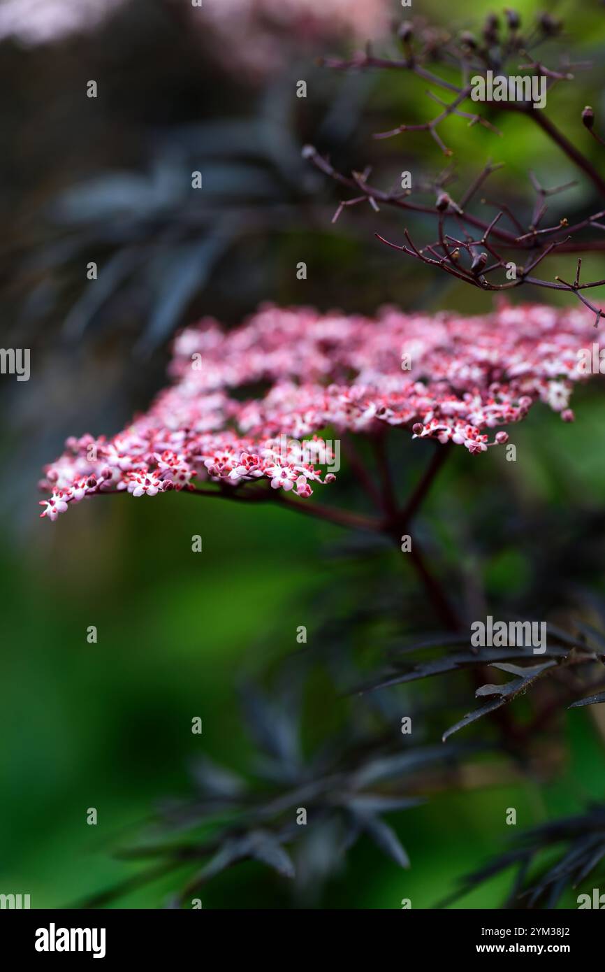 Black lace elder tree hi-res stock photography and images - Alamy
