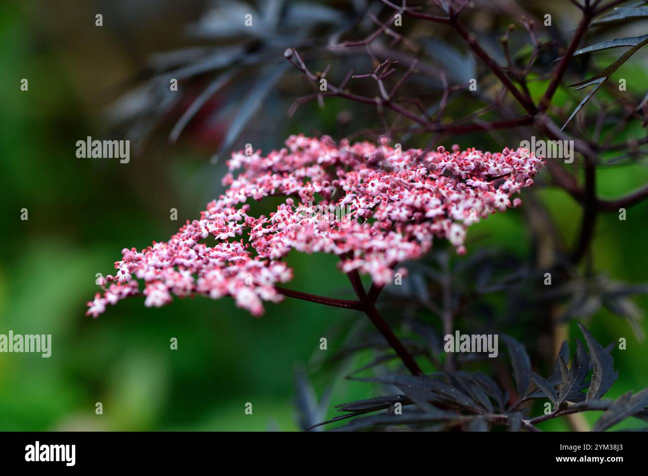 Black lace elder tree hi-res stock photography and images - Alamy
