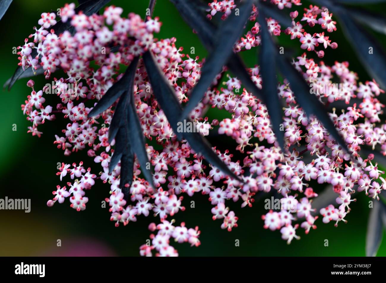 Black lace elder tree hi-res stock photography and images - Alamy