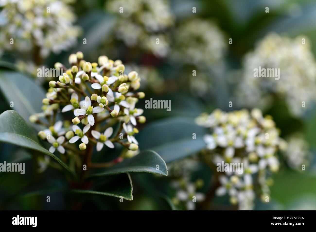 skimmia japonica pabella,evergreen shrubs,fragranced star-shaped ...