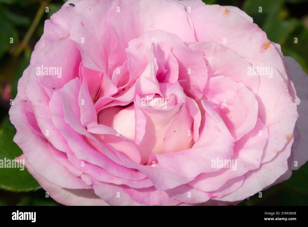 Rosa "Beverly" Pink Kordes rose Stock Photo - Alamy
