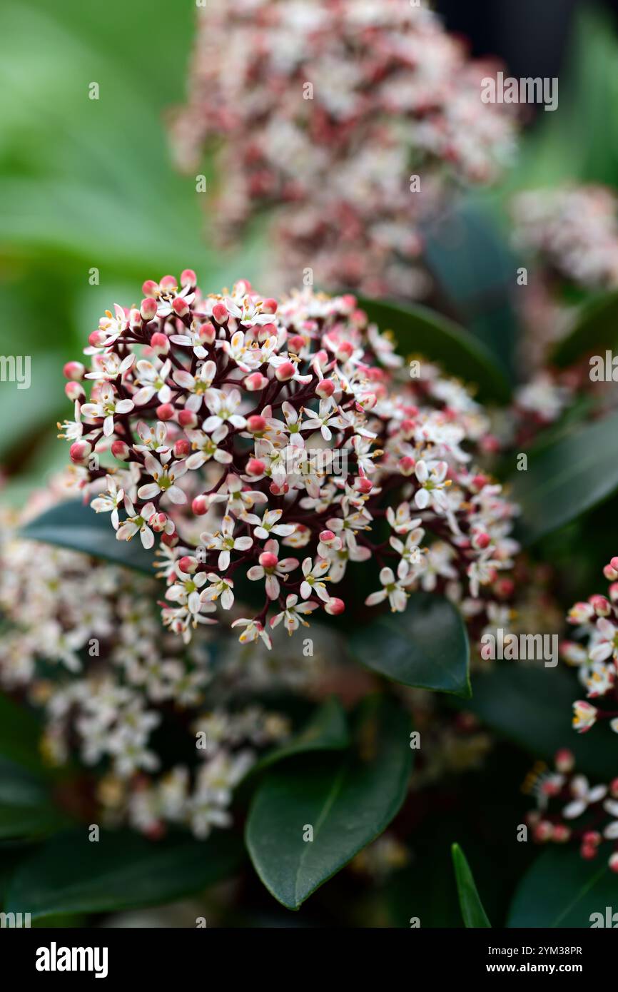 skimmia japonica rubella,flowers opening,flowering skimmia,flowering ...