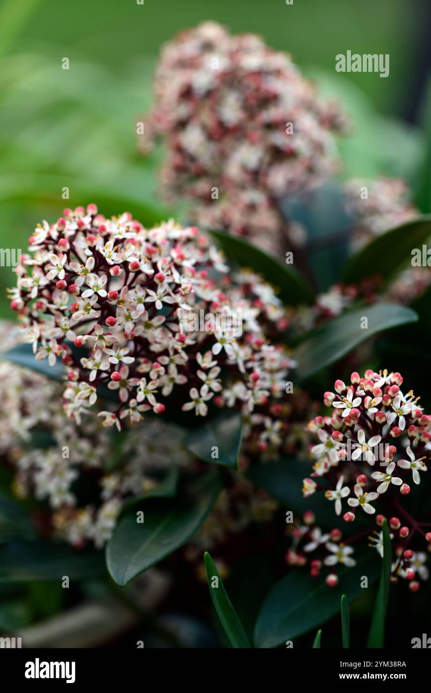 skimmia japonica rubella,flowers opening,flowering skimmia,flowering ...