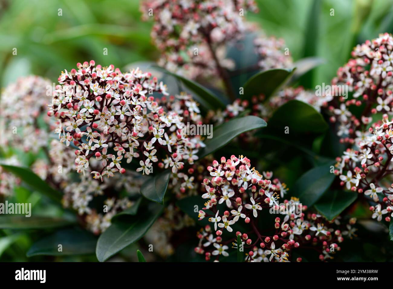 skimmia japonica rubella,flowers opening,flowering skimmia,flowering ...