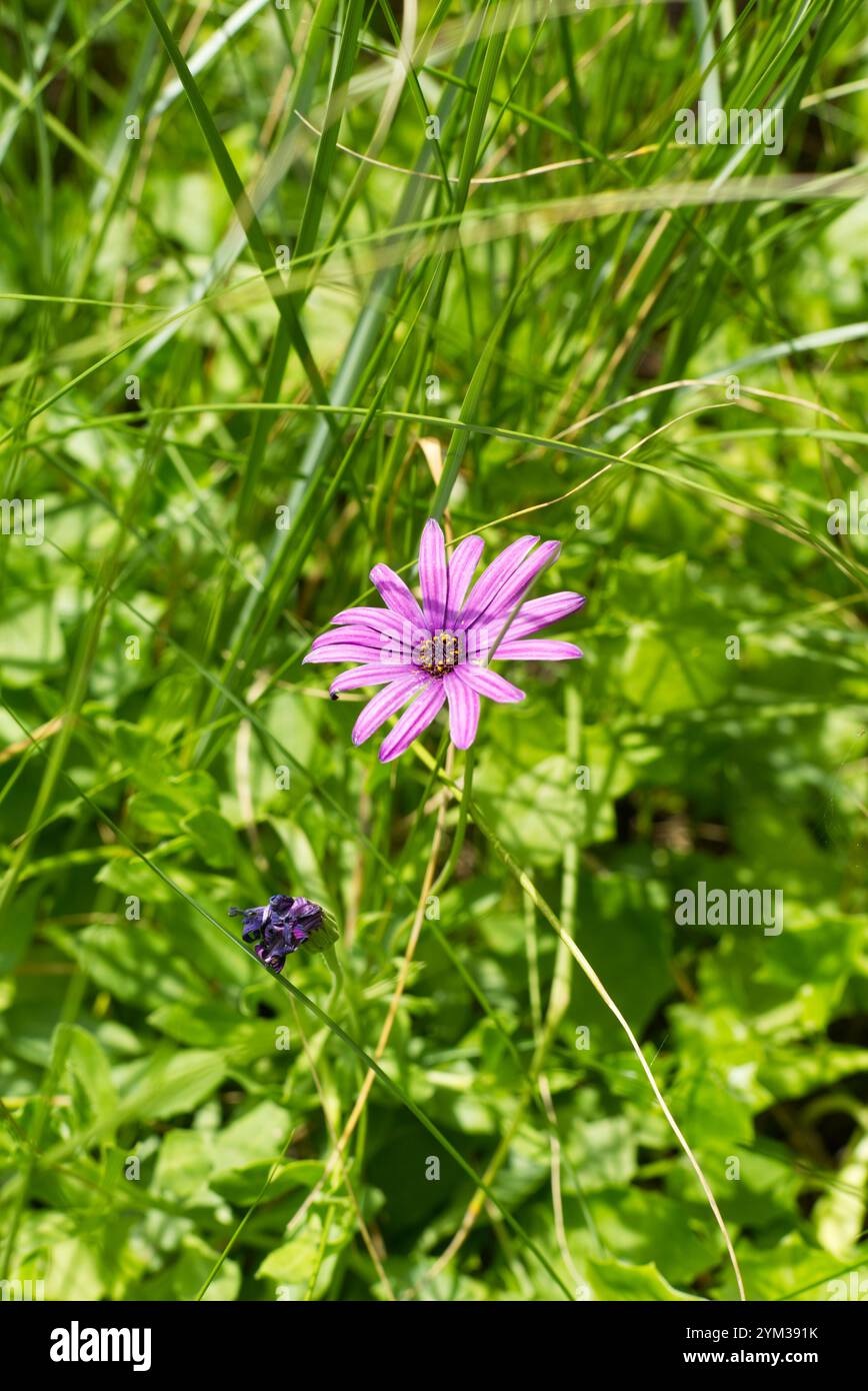 Gracefully amidst grass hi-res stock photography and images - Alamy