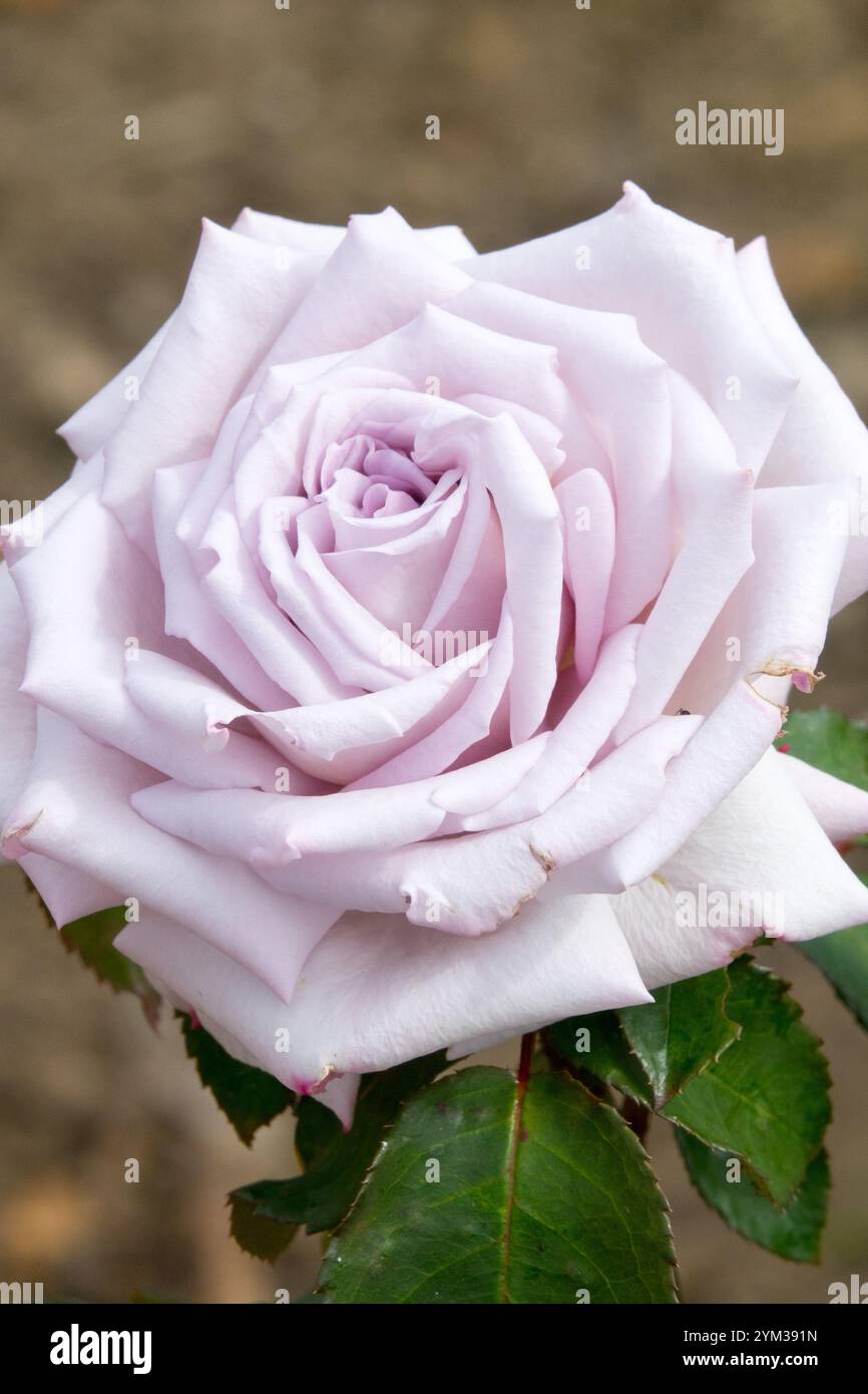 Ametyst hi-res stock photography and images - Alamy