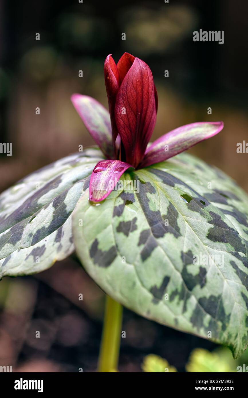 trillium ex holland,trillium hybrid,red flower,red flowers,mottled ...
