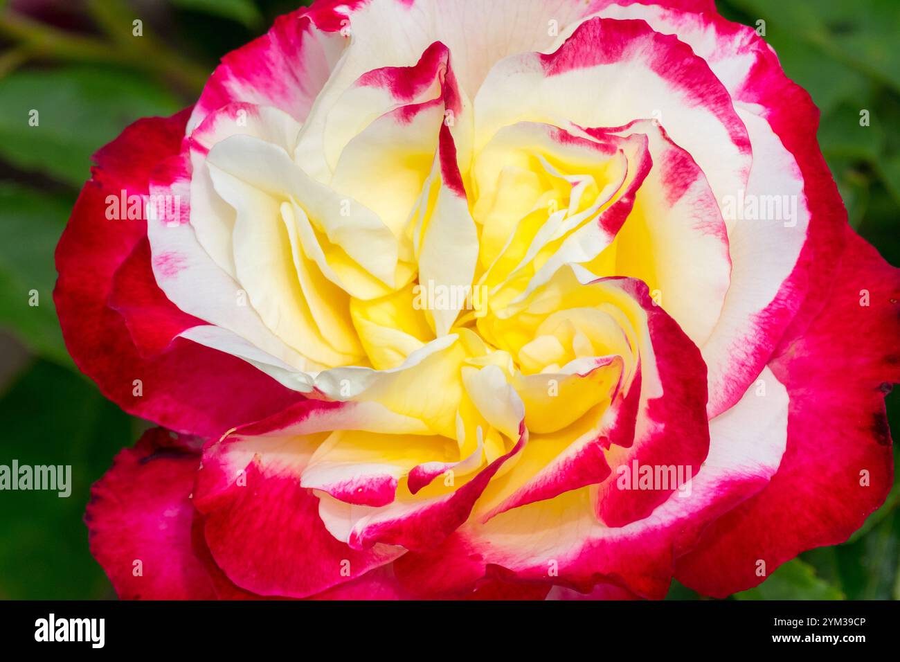 Rose "Double Delight Stock Photo - Alamy