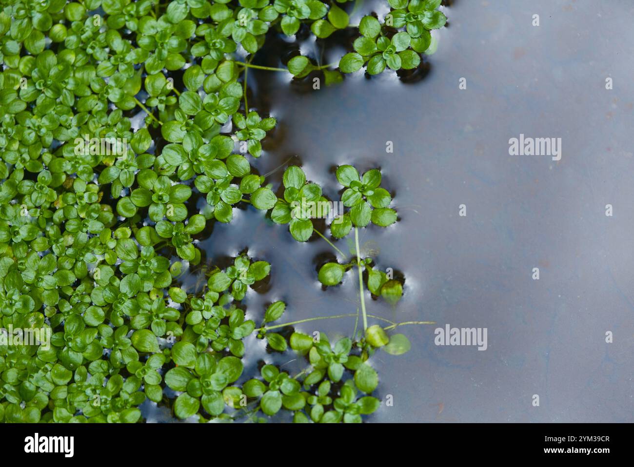 Small green water plants growing on left picture side, dark still water ...