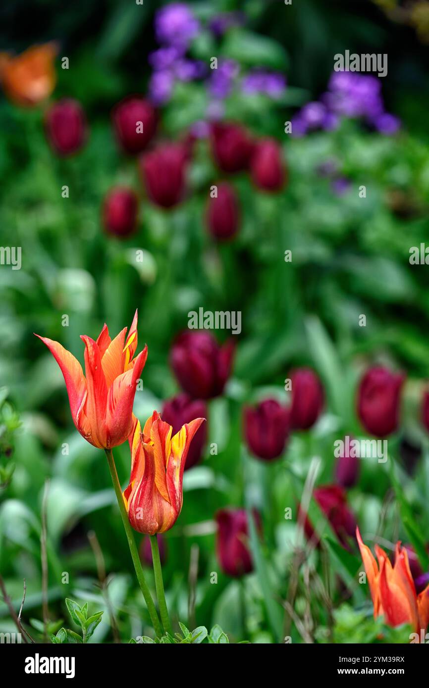 Tulipa ballerina virussed hi-res stock photography and images - Alamy