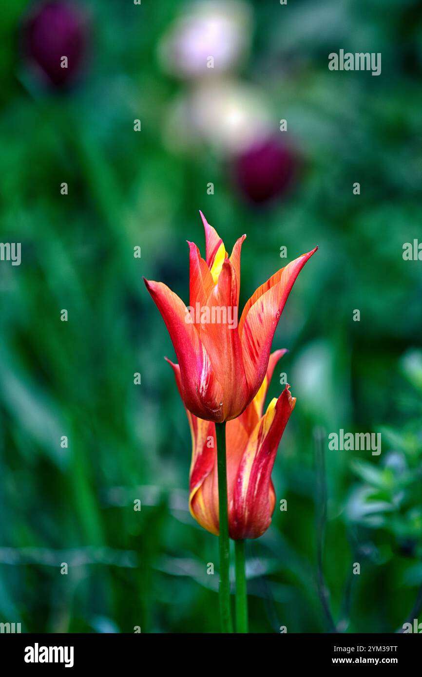 Tulipa ballerina virussed hi-res stock photography and images - Alamy