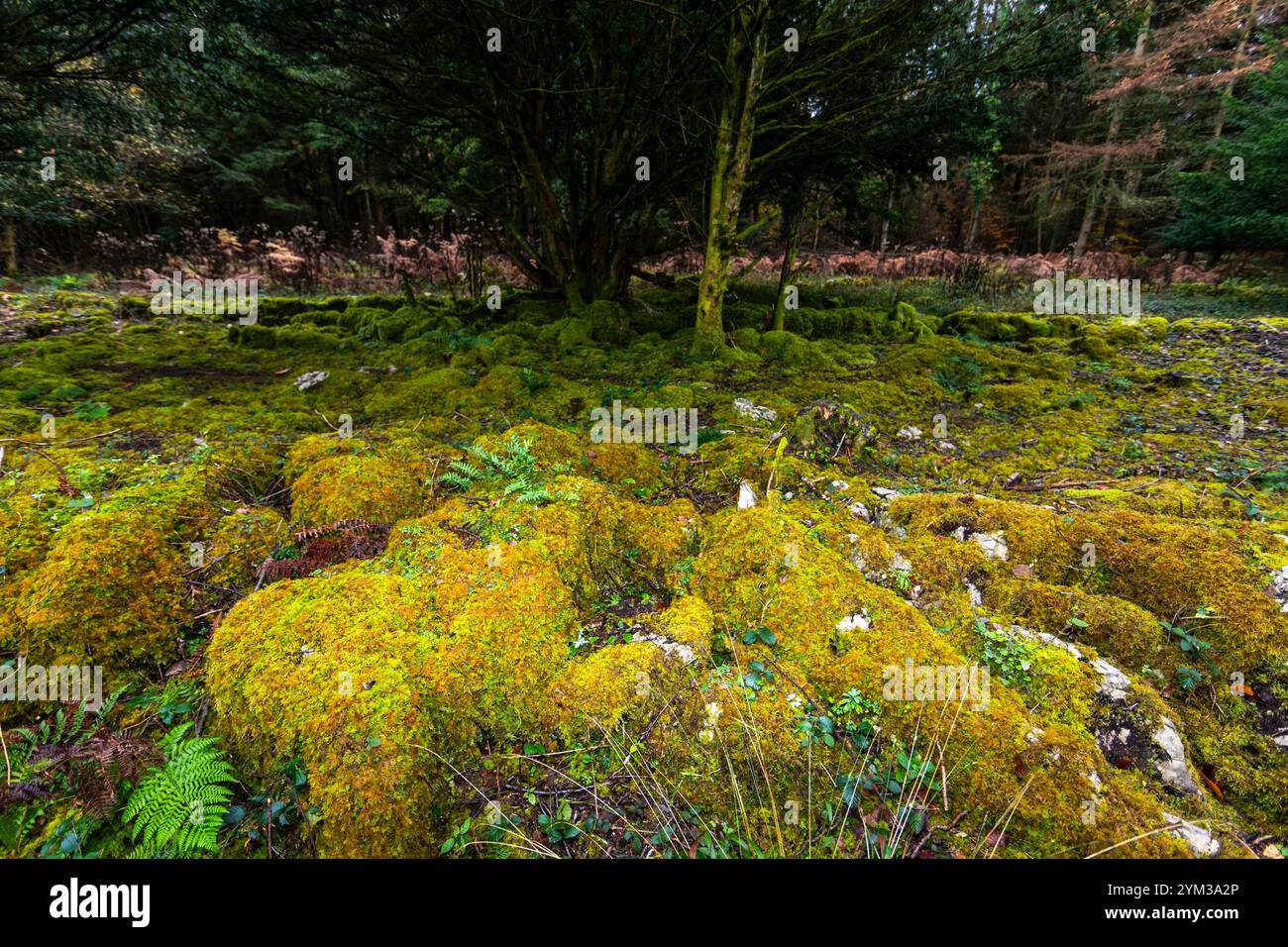 Limestone pavement covered in moss, Forest of Dean, Gloucestershire. UK ...