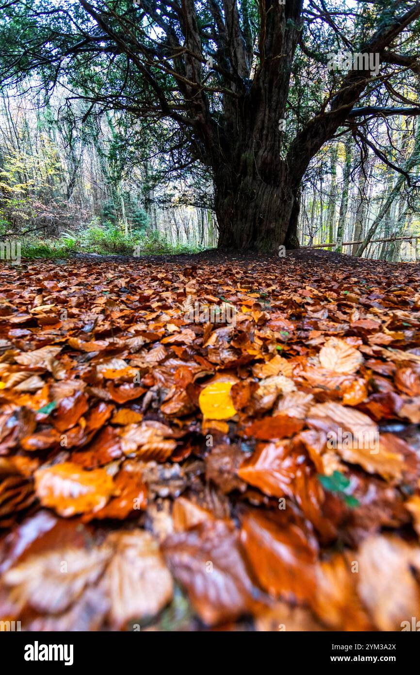 The King Yew - a veteran tree in the Forest of Dean Stock Photo - Alamy