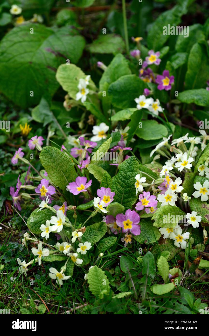 Primula vulgaris, primrose,primroses,yellow,cream,flower,flowers ...