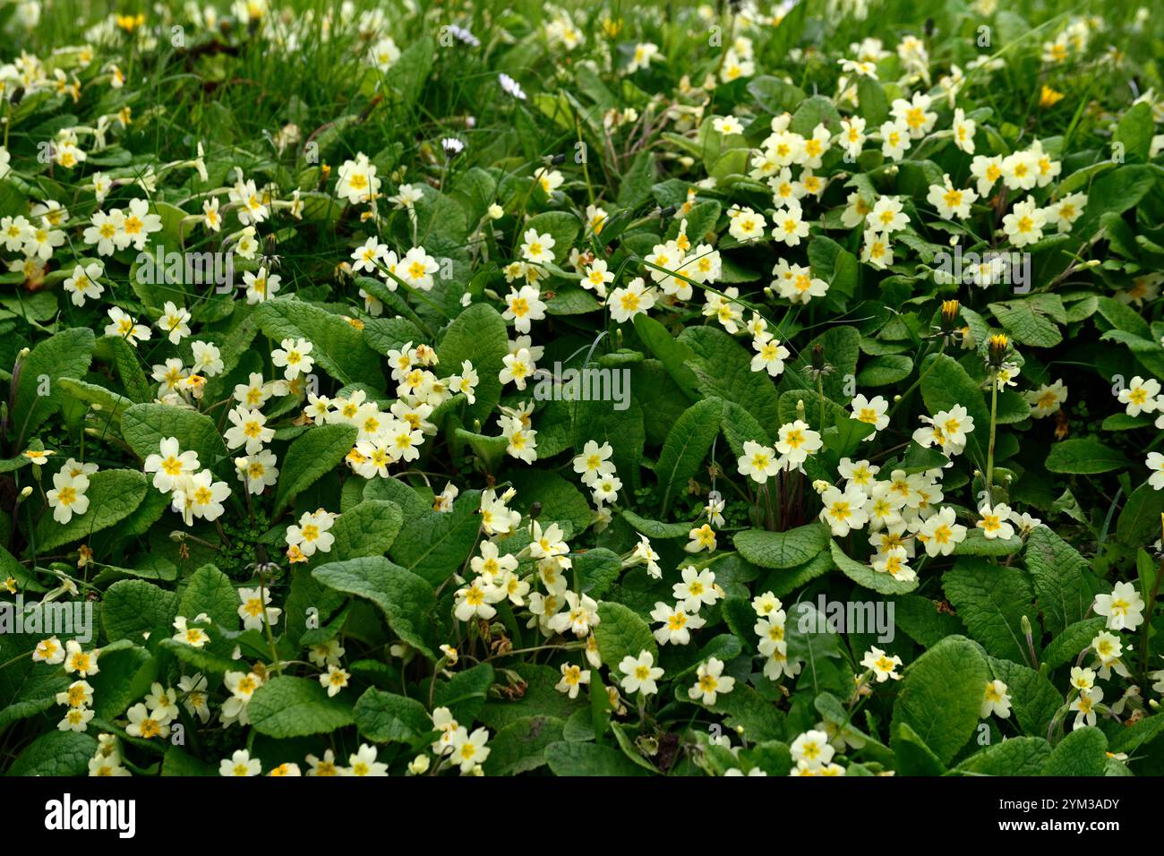 Primula vulgaris, primrose,primroses,yellow,cream,flower,flowers ...