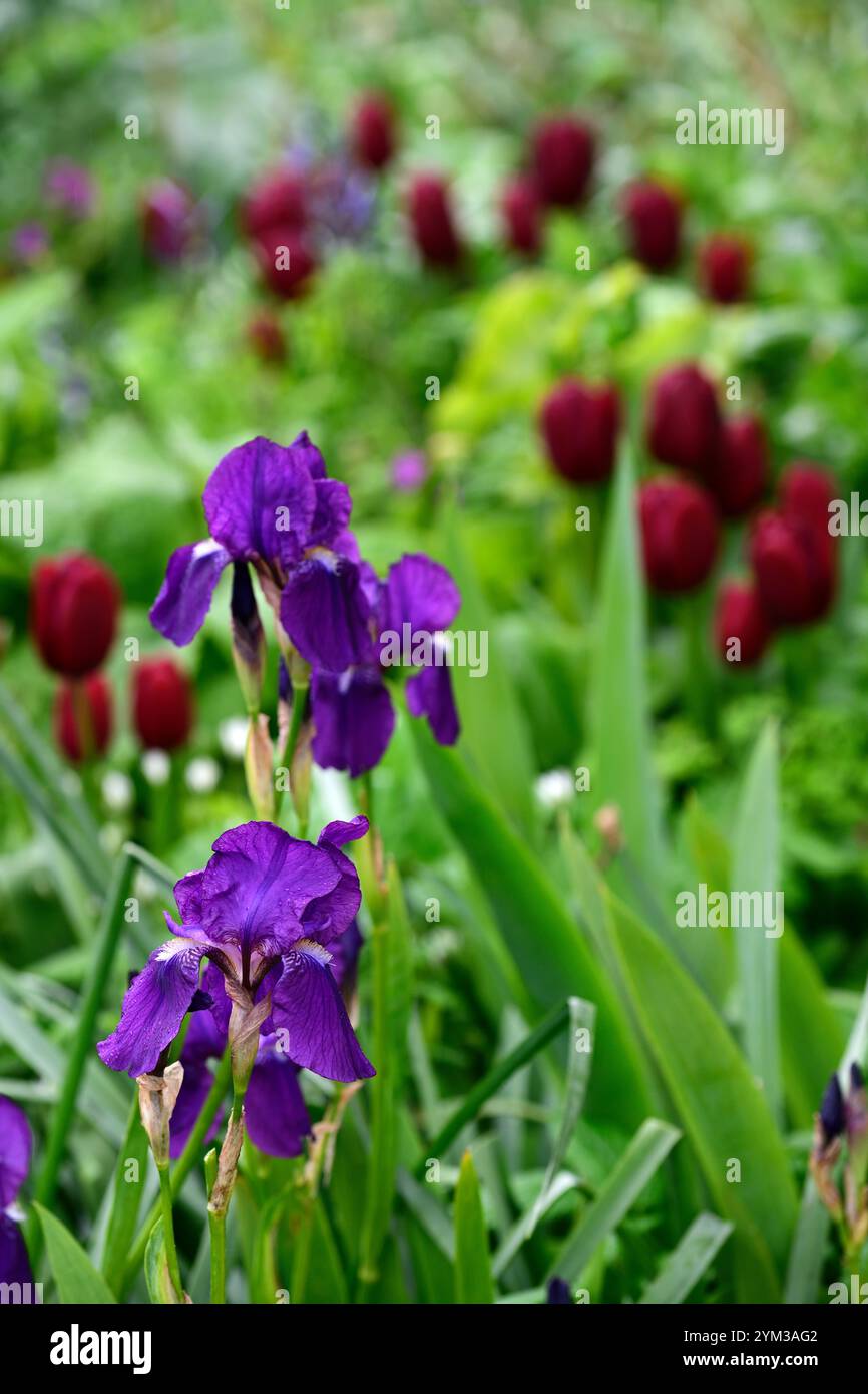 dark blue purple bearded iris,bearded irises,spring in the garden ...