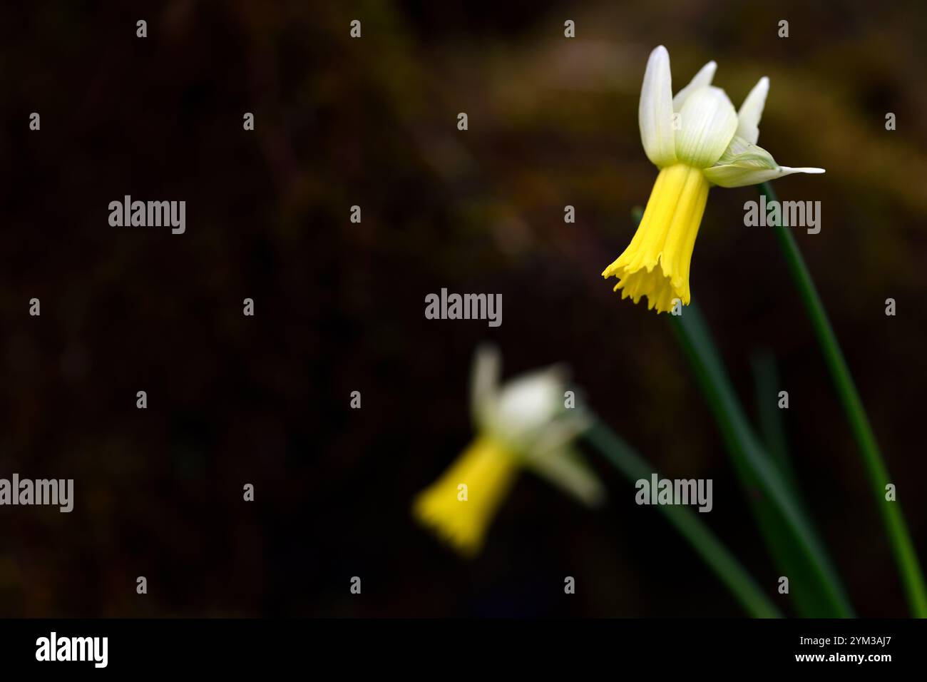 Narcissus Wee Nod,miniature cyclamineus hybrid,reflexed white perianth ...