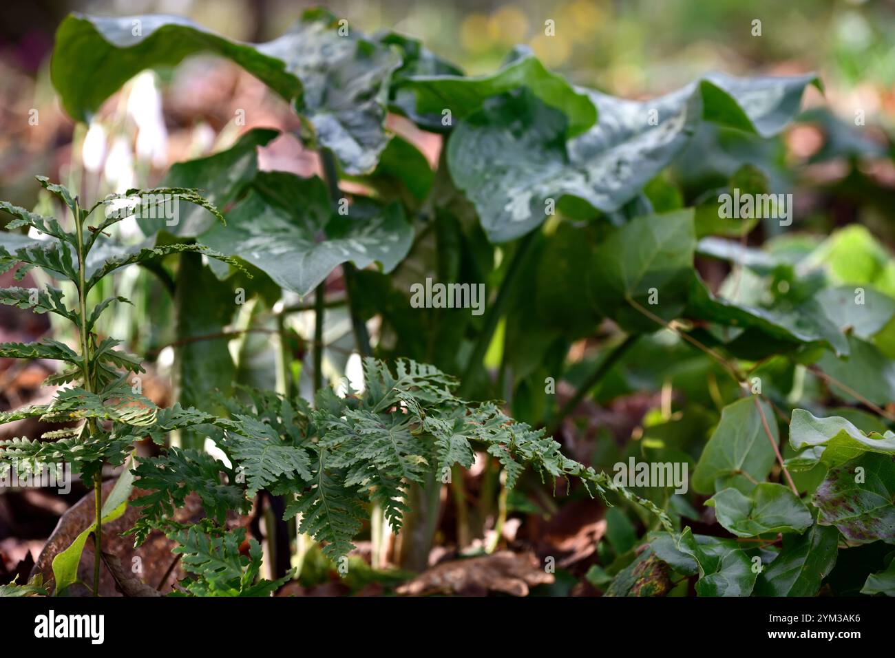 polypodium cambricum pulcherrimum and arum eco frame,polypodium and ...