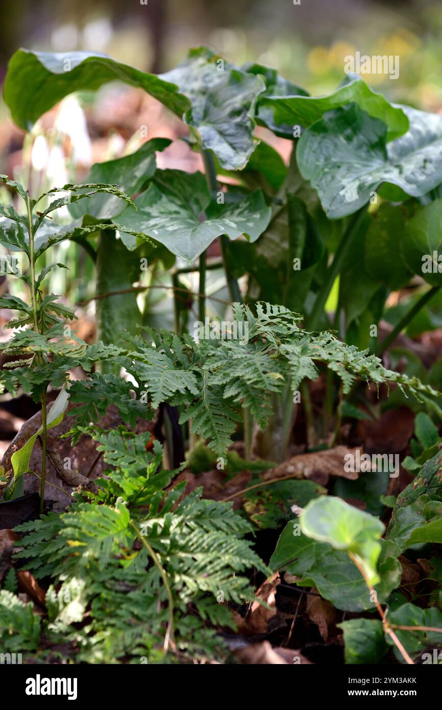 polypodium cambricum pulcherrimum and arum eco frame,polypodium and ...
