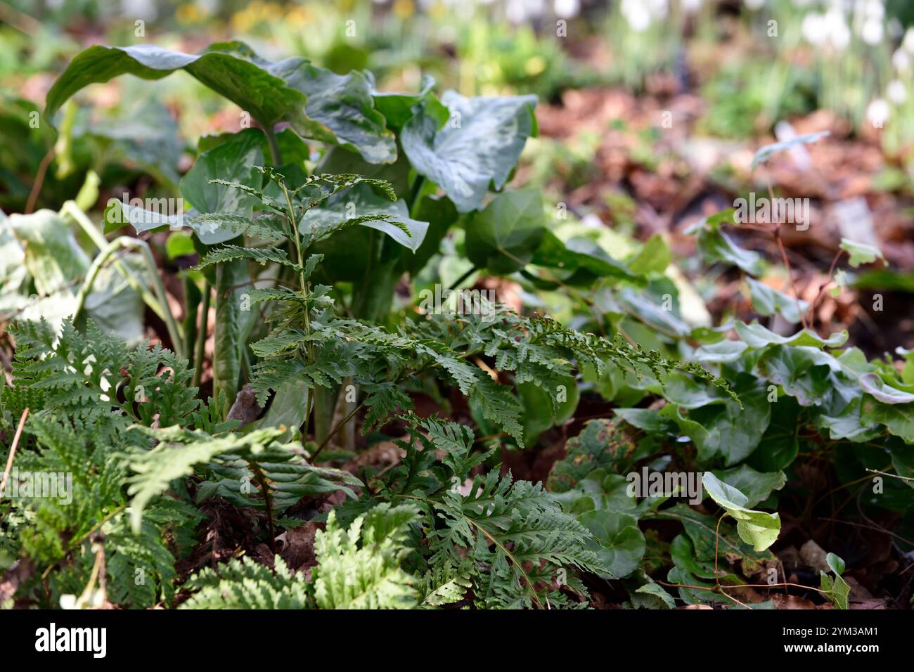 polypodium cambricum pulcherrimum and arum eco frame,polypodium and ...
