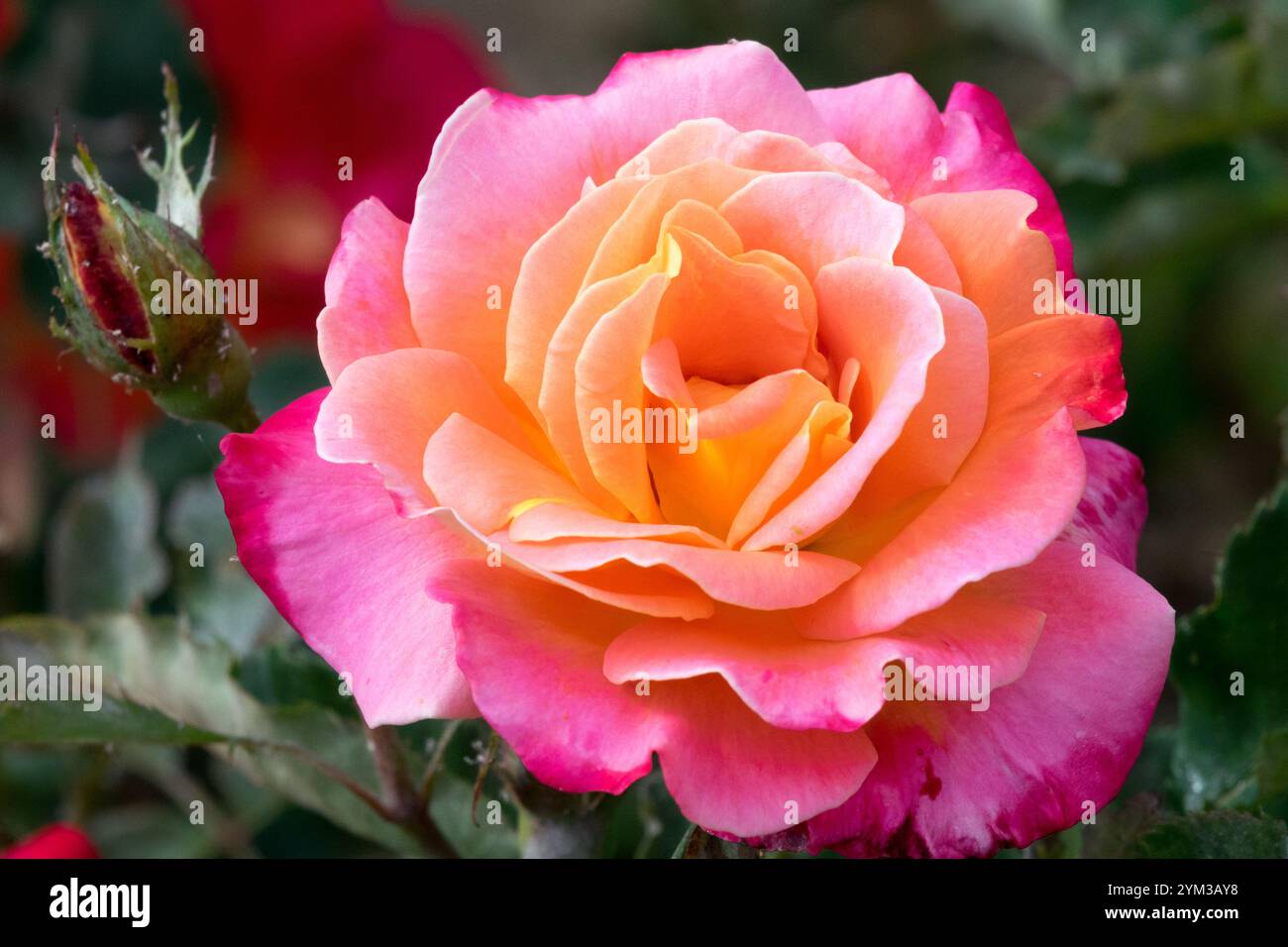 Rose Rosa 'Granada' aka Rosa "Donatella Stock Photo - Alamy