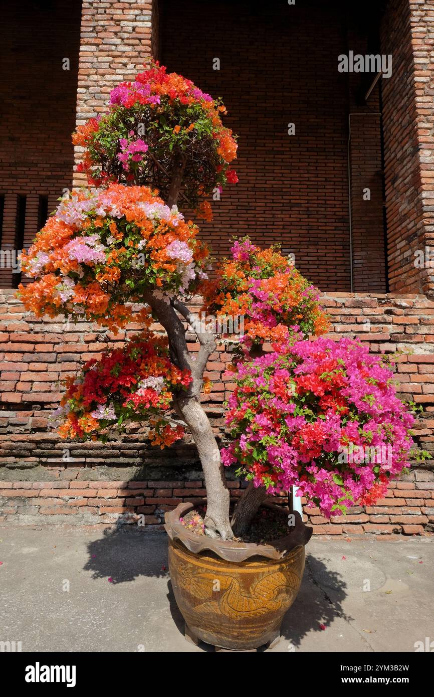 Colorful bougainvillea plants growing in terracotta pots at wat yai ...