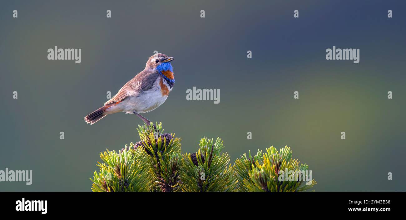 Luscinia svecica svecica he sits on his knees under Snezka in the Giant ...