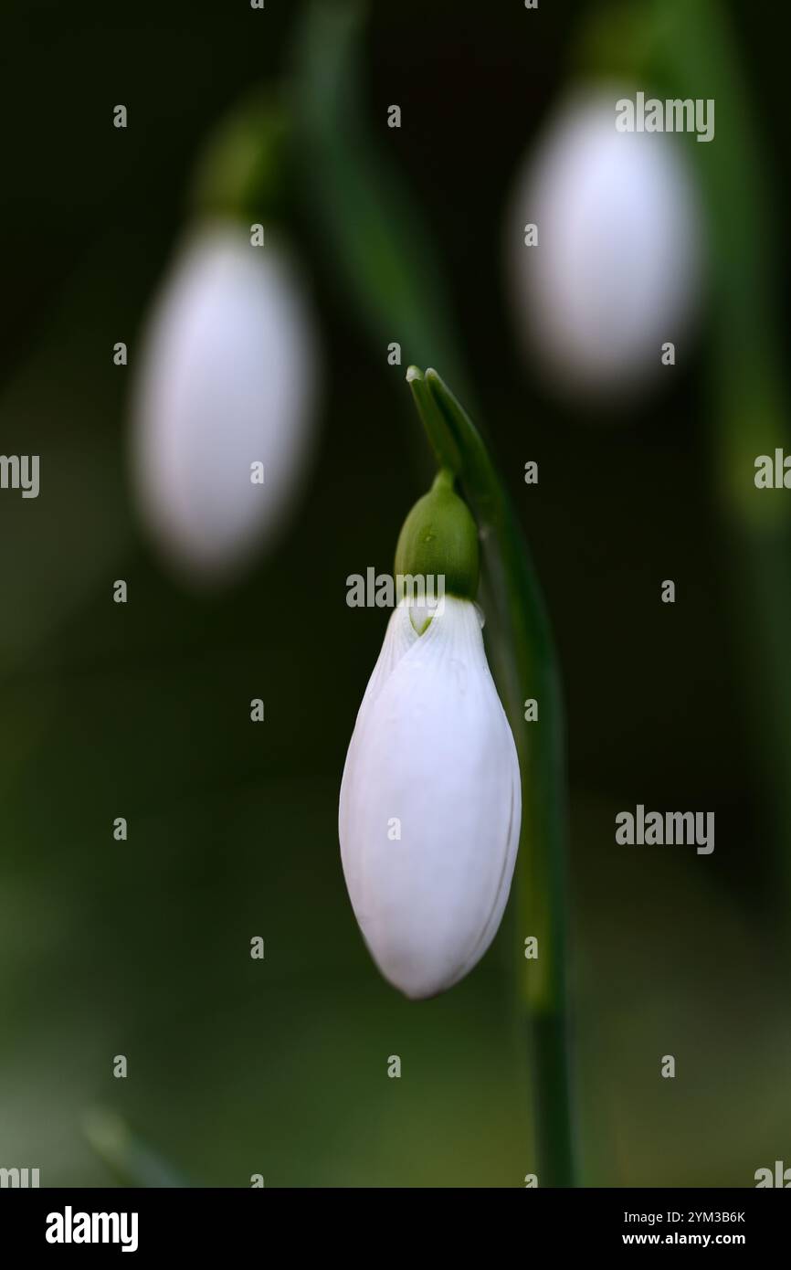 galanthus cicely hall,hybrid snowdrops,hybrid galanthus,irish origin ...