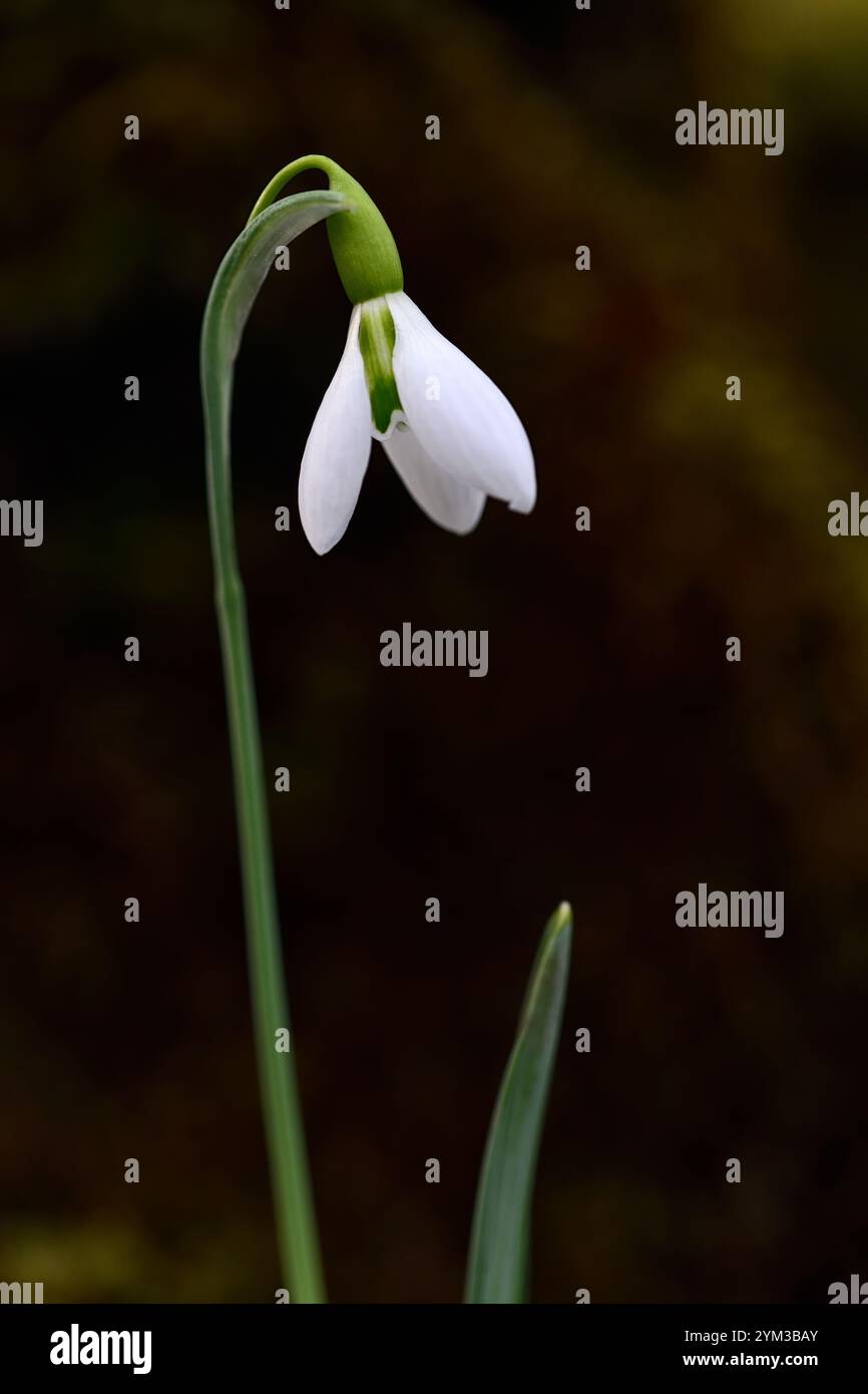Galanthus erway hi-res stock photography and images - Alamy