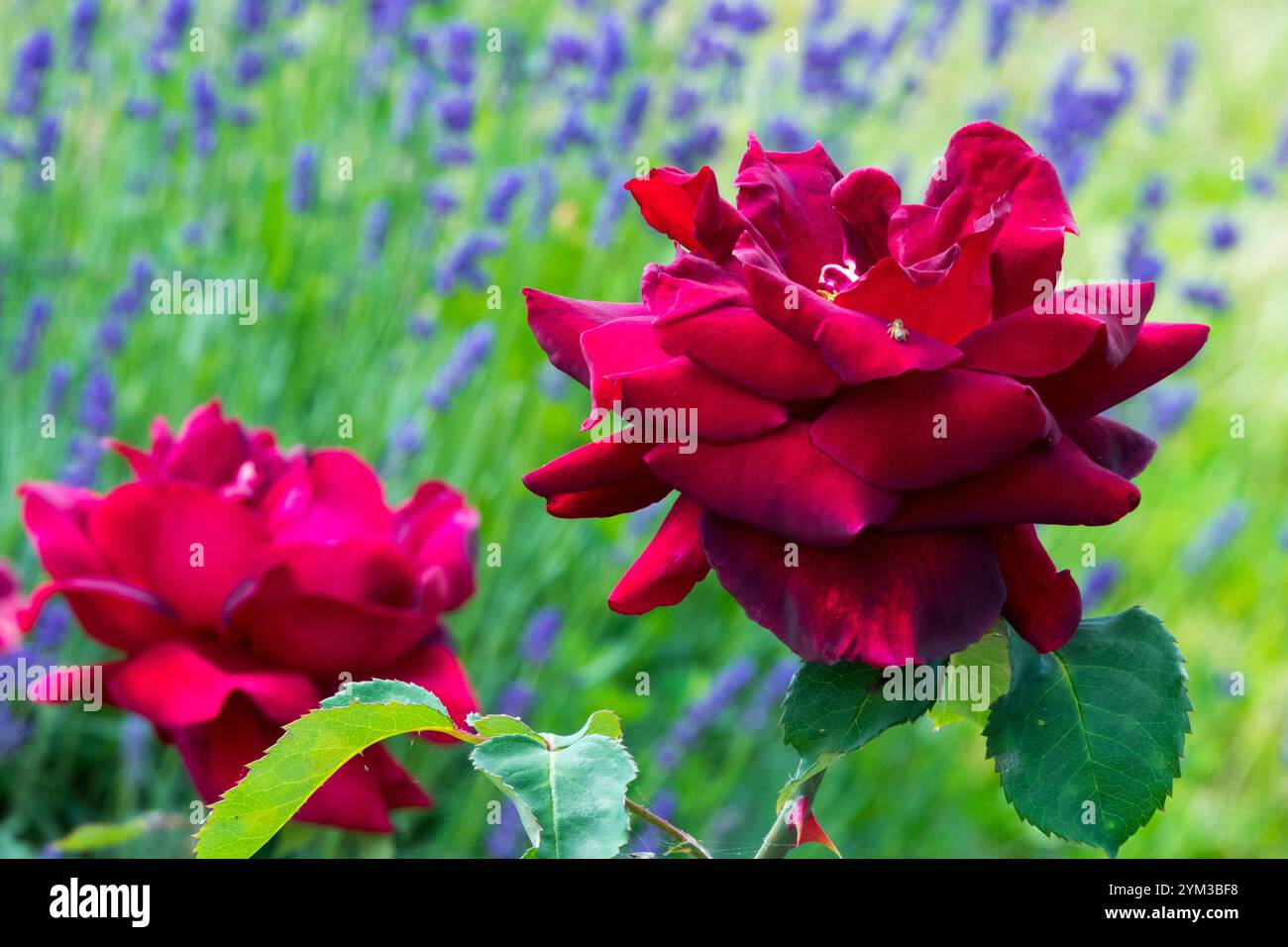 Rosa satanas hi-res stock photography and images - Alamy