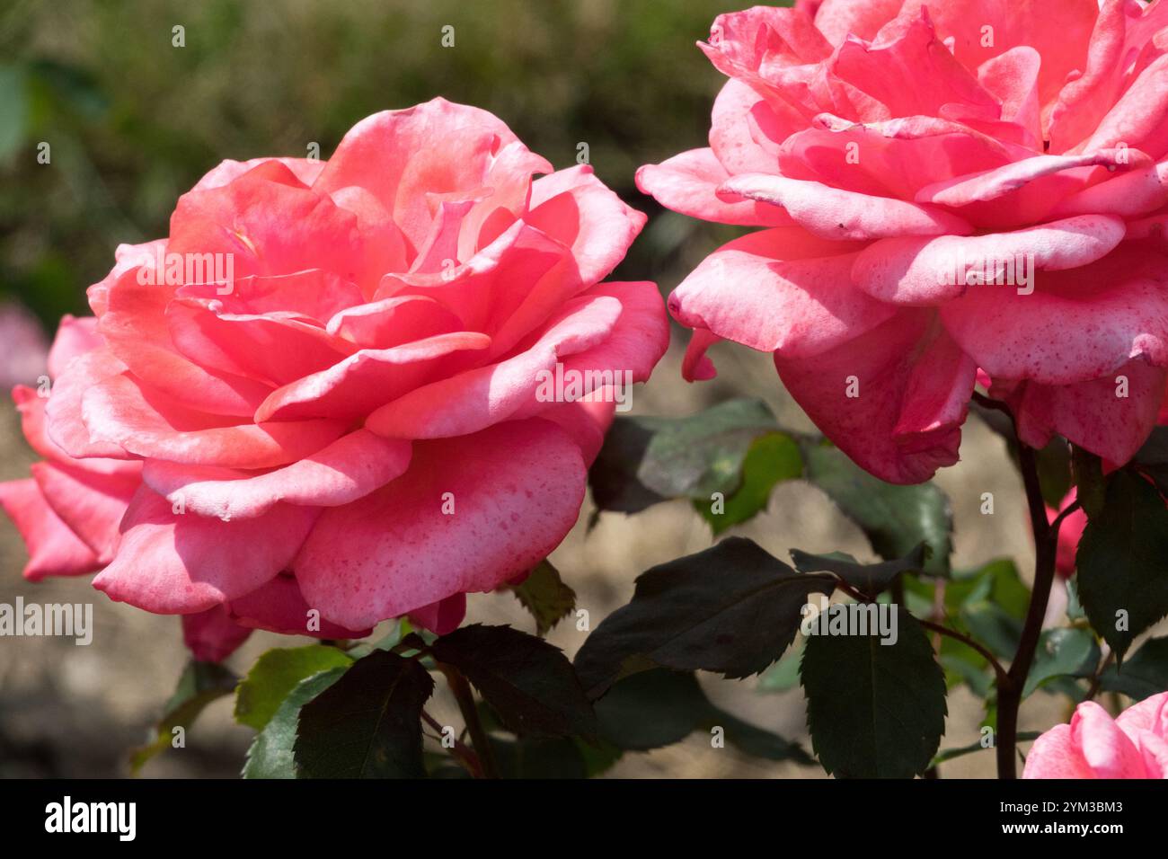 Rose coral hi-res stock photography and images - Alamy