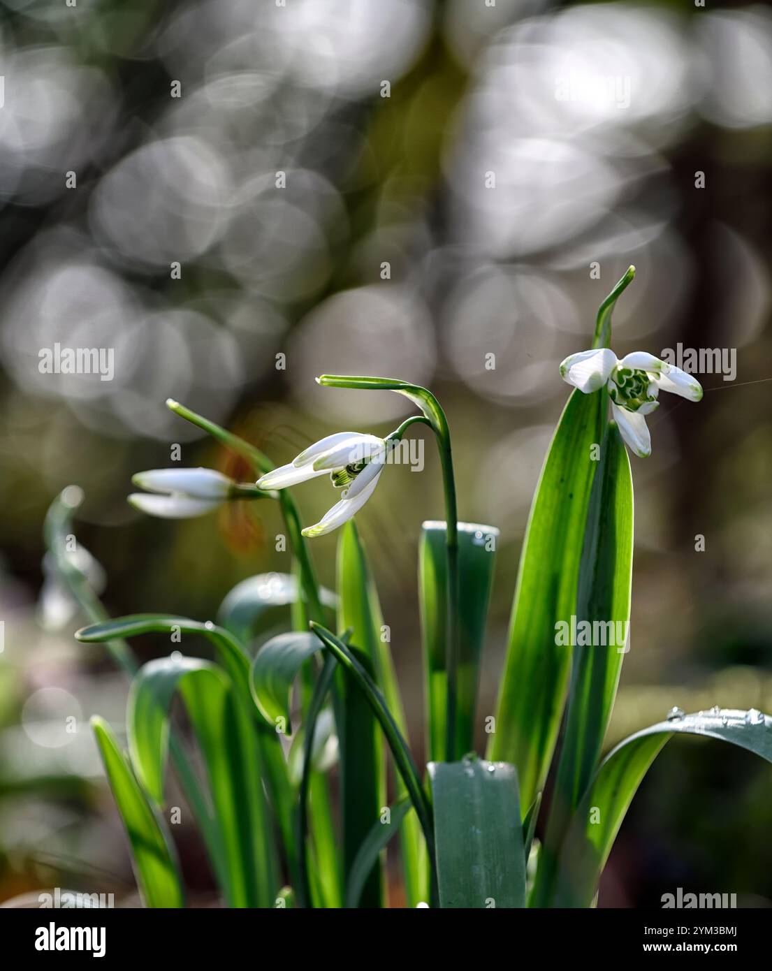 galanthus starling,semi-double snowdrop,spiky snowdrop,hybrid snowdrops ...