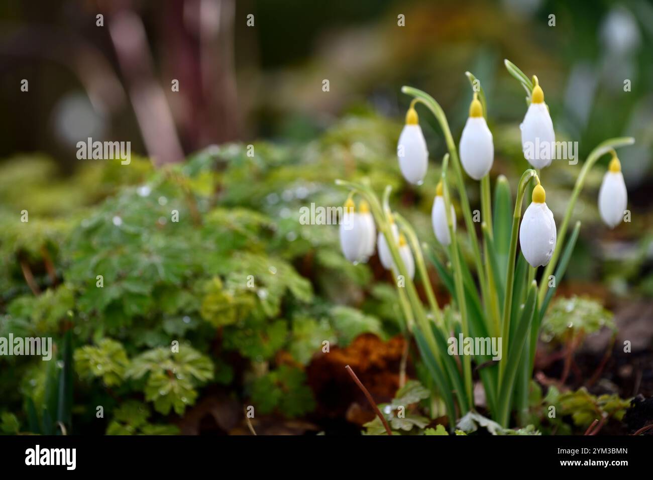 Galanthus treasure island hi-res stock photography and images - Alamy