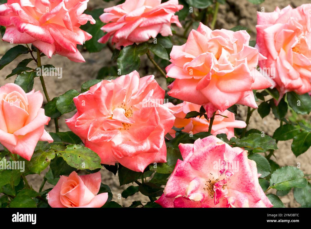 Rosa sweet promise hi-res stock photography and images - Alamy