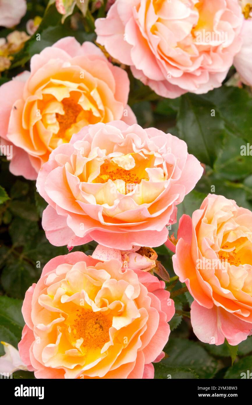 Rose marie curie hi-res stock photography and images - Alamy