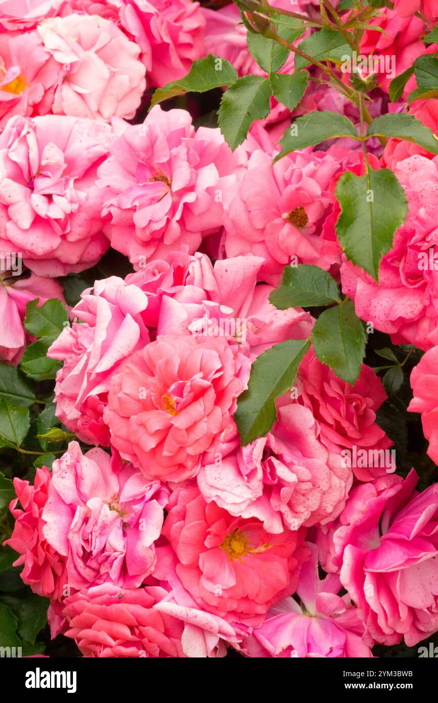 Rosa vigorosa hi-res stock photography and images - Alamy