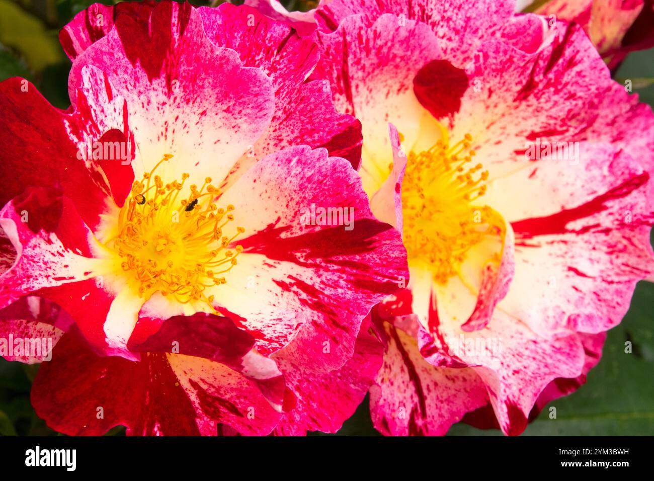 Rosa 'Hanabi' aka Rosa "Fourth of July" or Rosa "Crazy for You" is ...