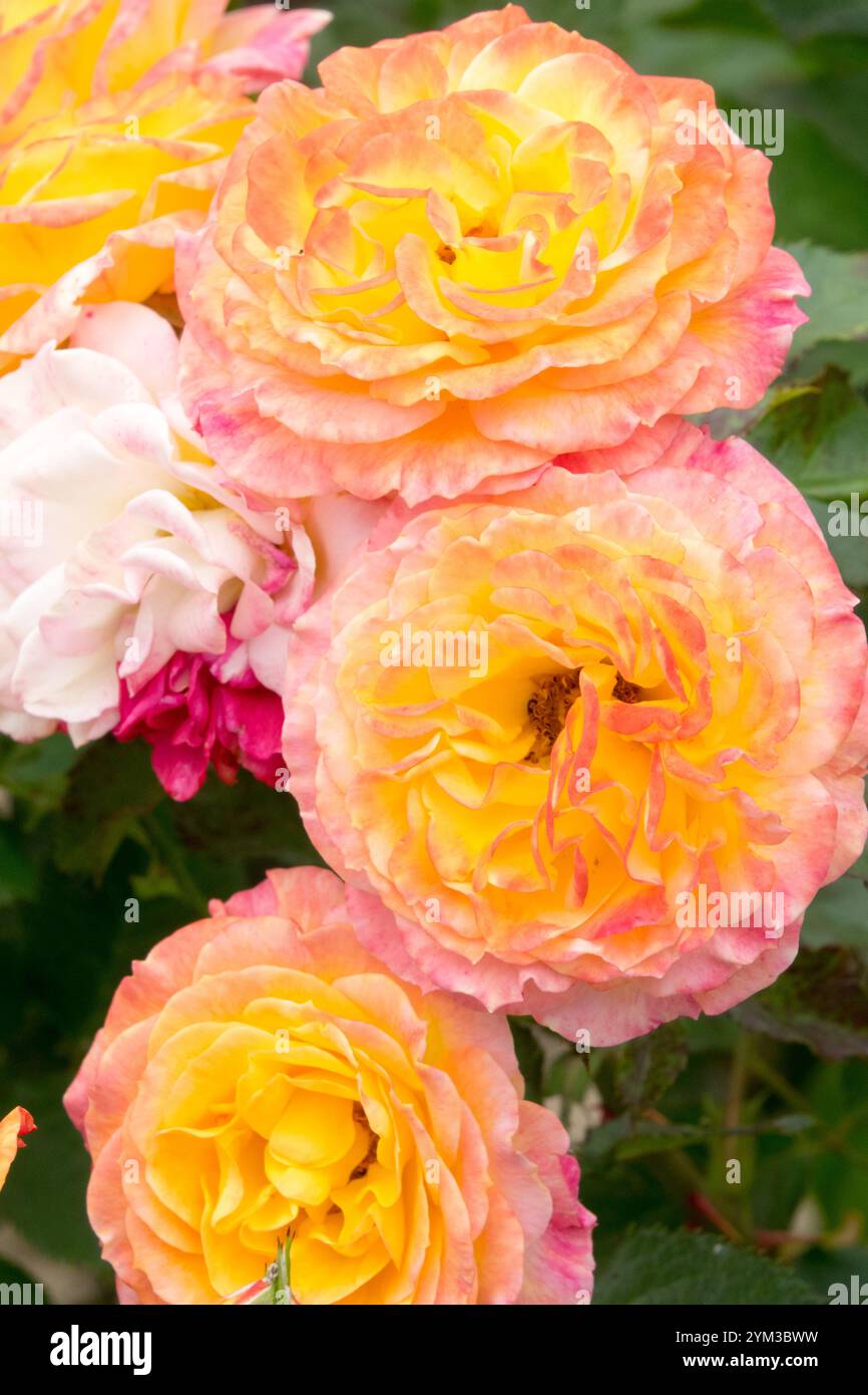 Rose "Gartenspass" Floribunda rose yellow-edged red Kordes Stock Photo ...