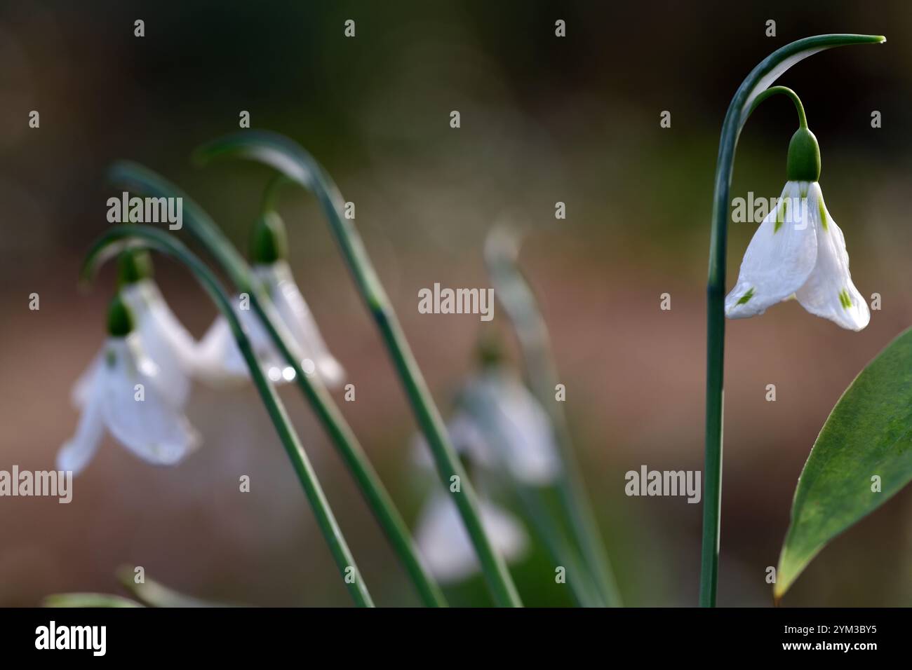 galanthus wind turbine,inverse poculiform,Galanthus plicatus hybrid ...