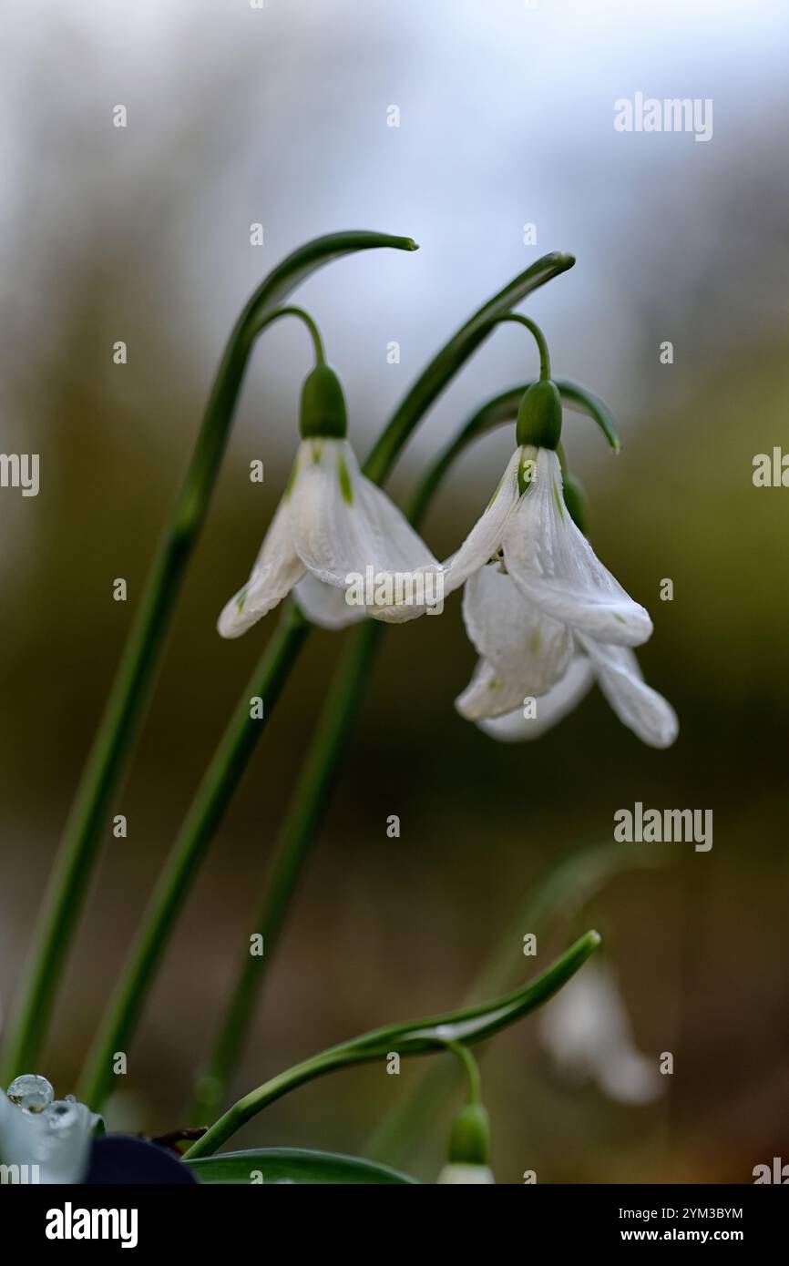 galanthus wind turbine,inverse poculiform,Galanthus plicatus hybrid ...
