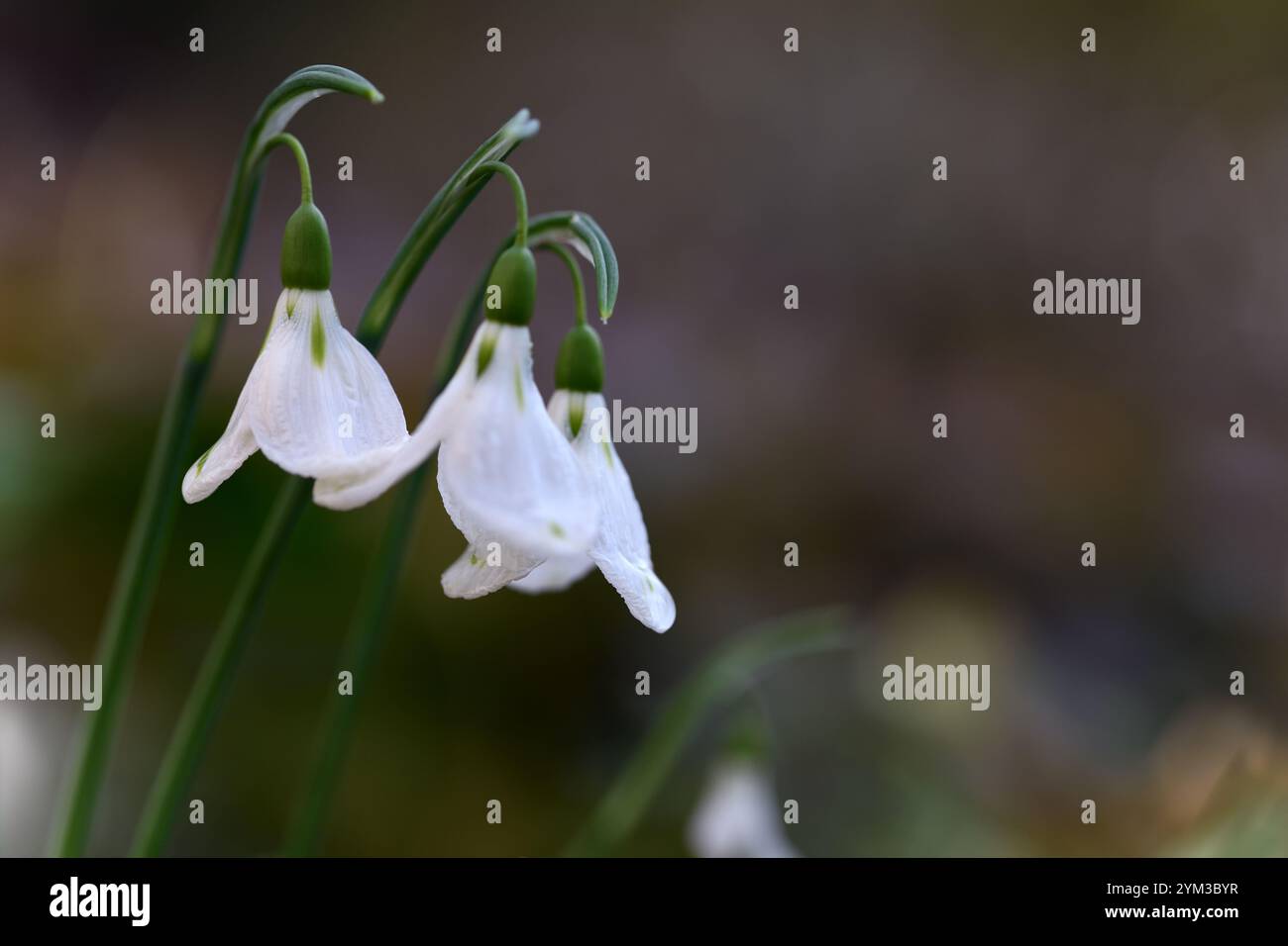 galanthus wind turbine,inverse poculiform,Galanthus plicatus hybrid ...