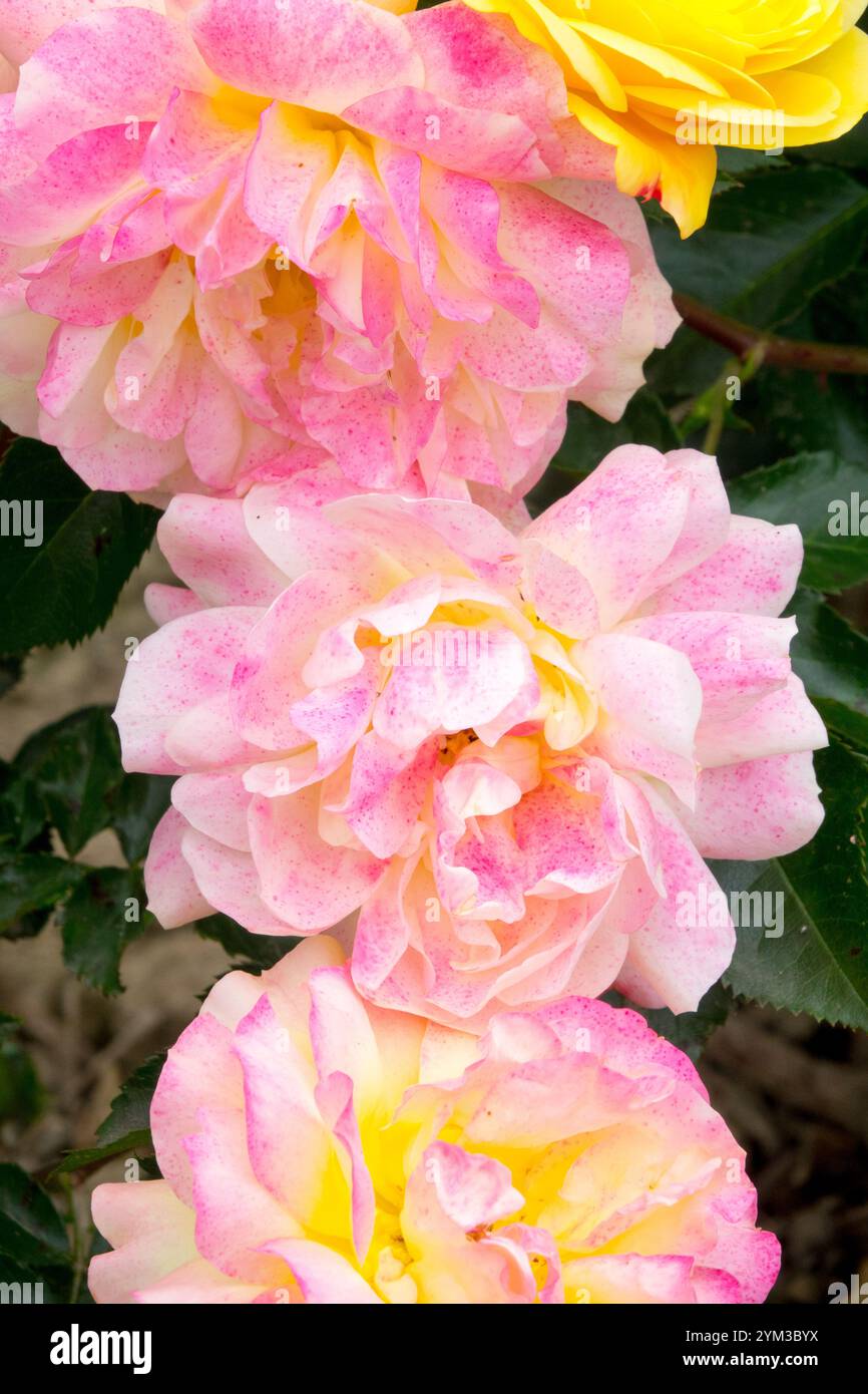 Lampion rosa hi-res stock photography and images - Alamy