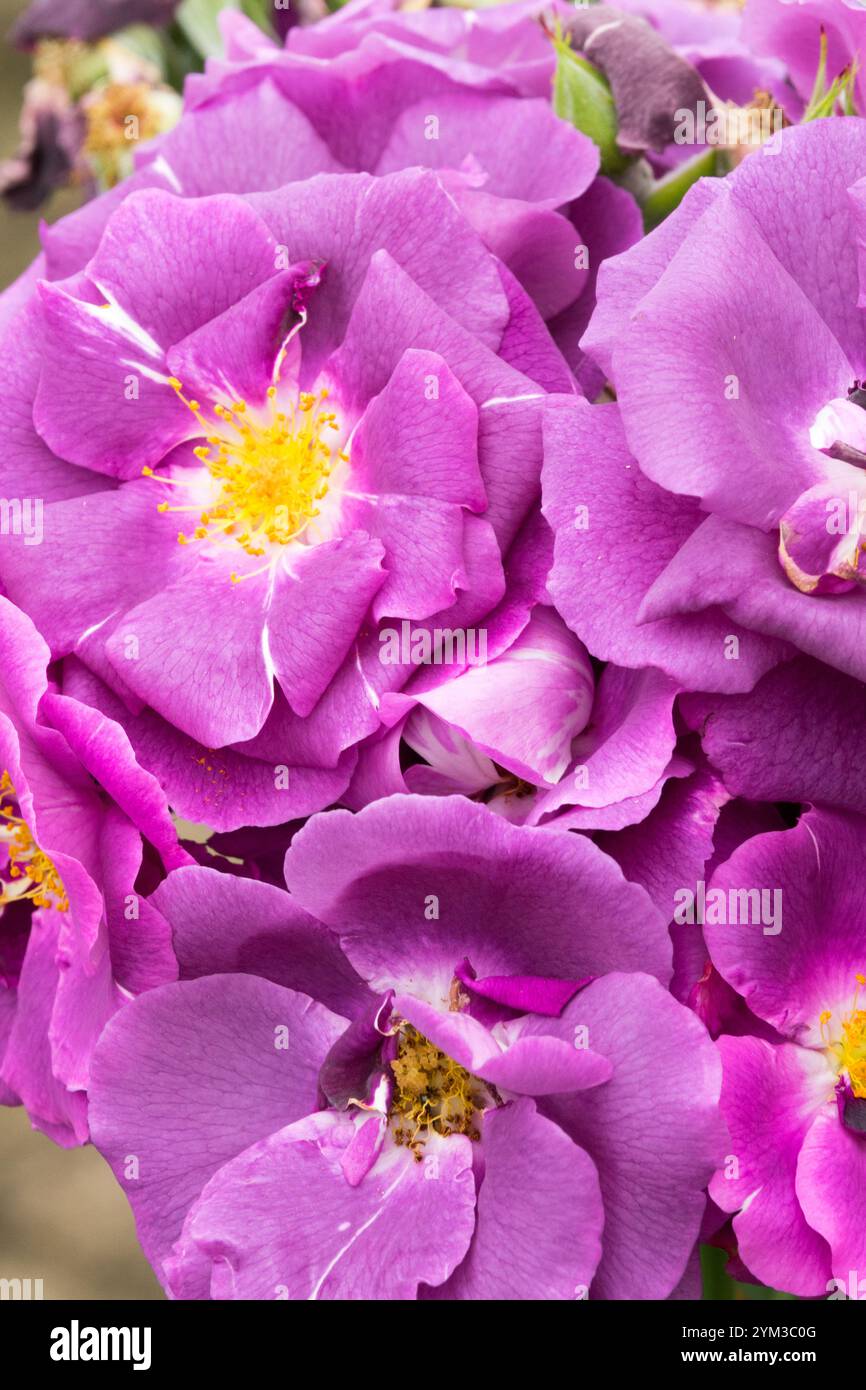 Rose "Rhapsody in Blue Stock Photo - Alamy