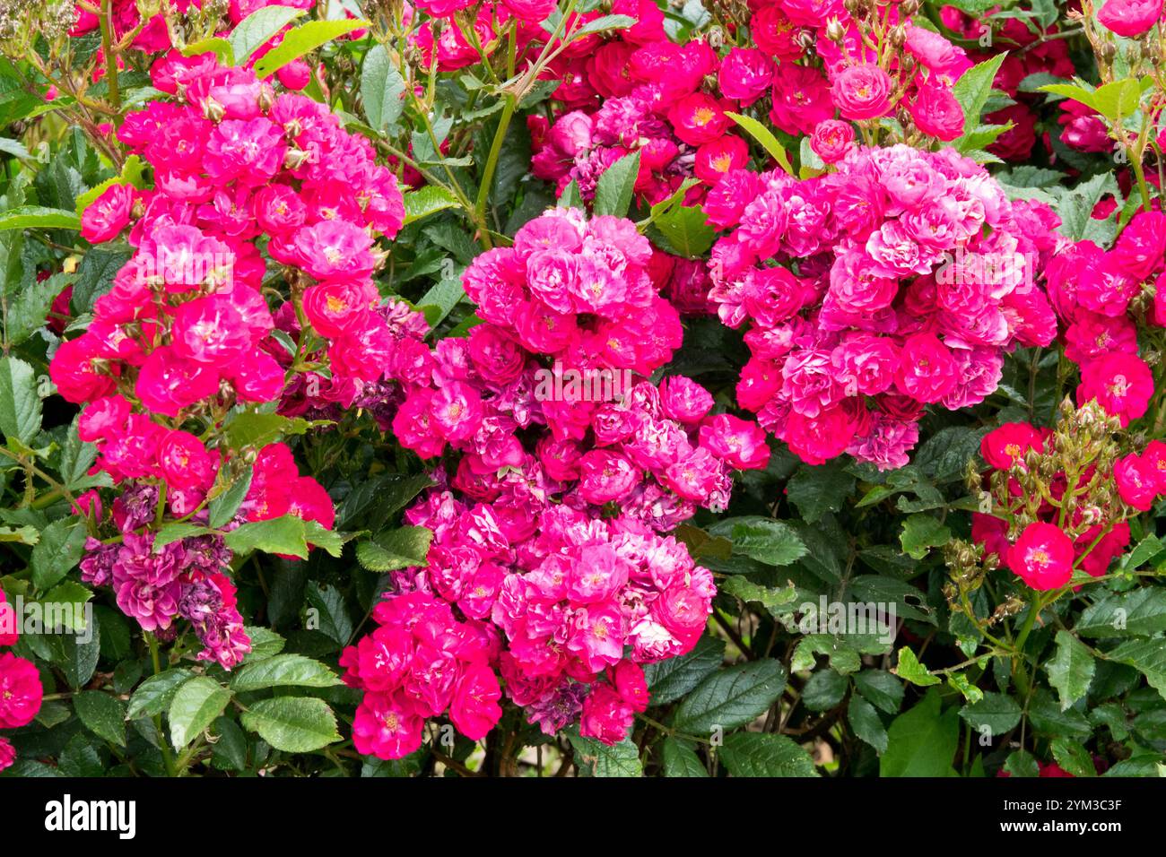 Mini red flowers hi-res stock photography and images - Alamy