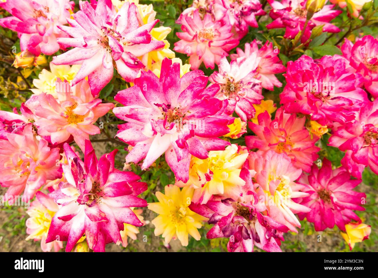 Beautiful blooming yellow roses hi-res stock photography and images - Alamy