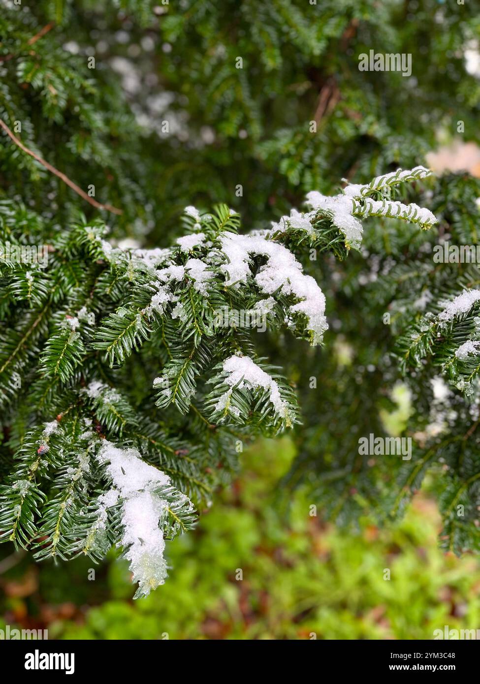 Fresh snow on the needles of a Blue Spruce tree Stock Photo - Alamy