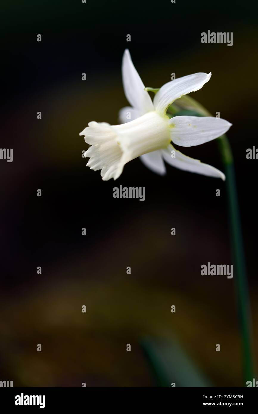 Narcissus little dryad,dwarf daffodil,dwarf narcissus,white narcissus ...