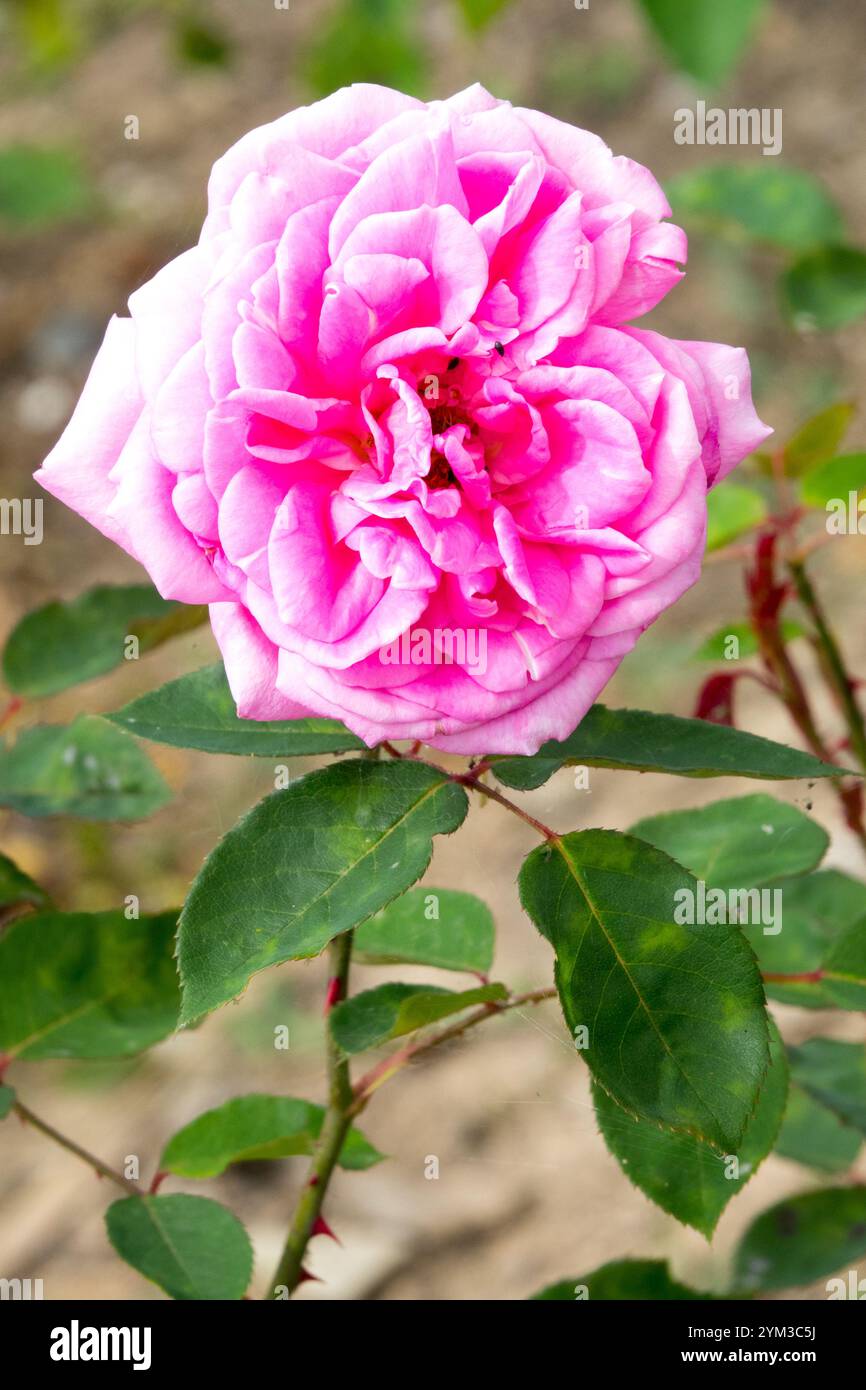 Admiration of hi-res stock photography and images - Alamy