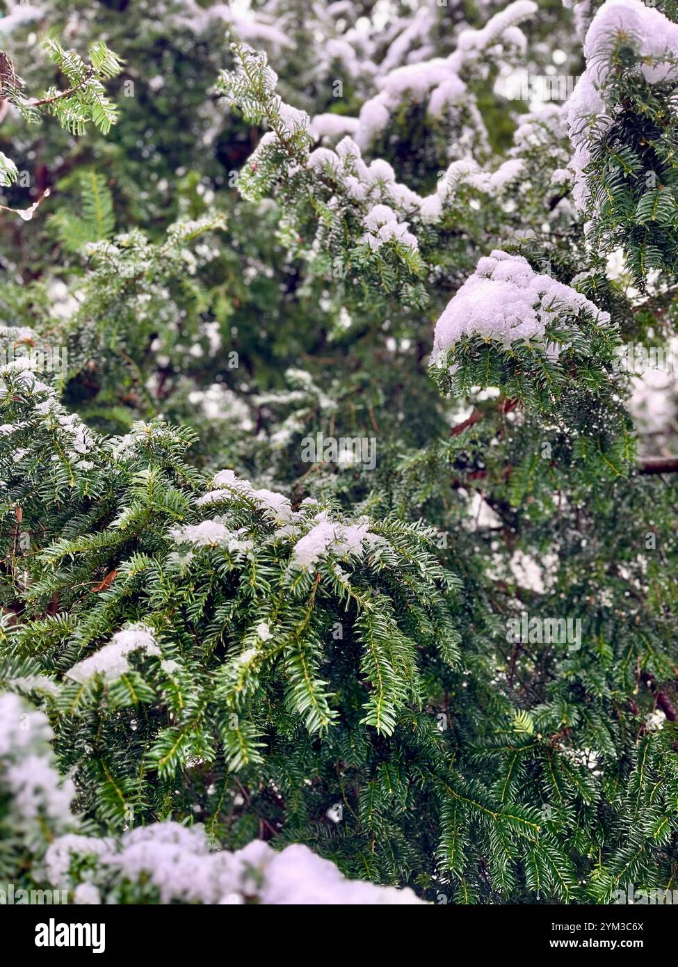 Fresh snow on the needles of a Blue Spruce tree Stock Photo - Alamy
